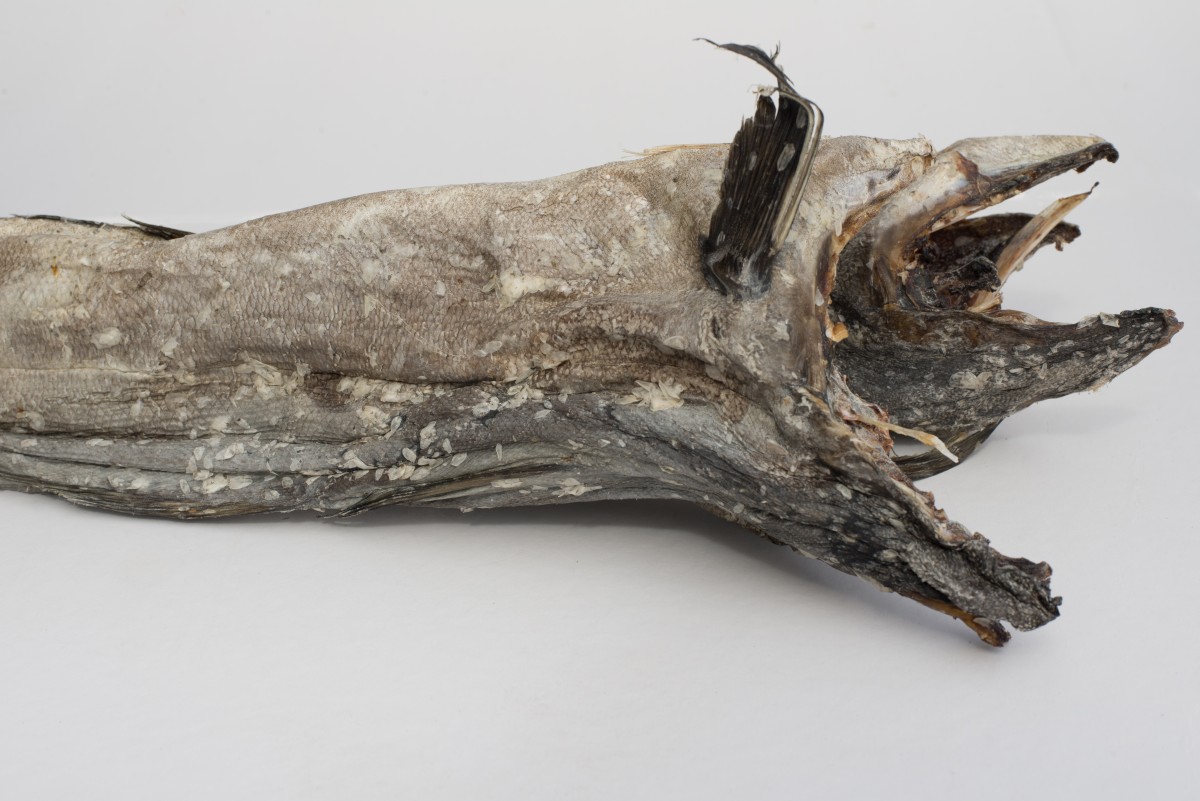 Saithe | Lofoten Viking