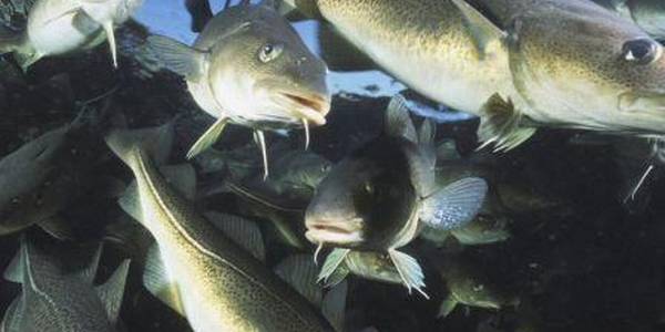 Cod farming | Lofoten Viking